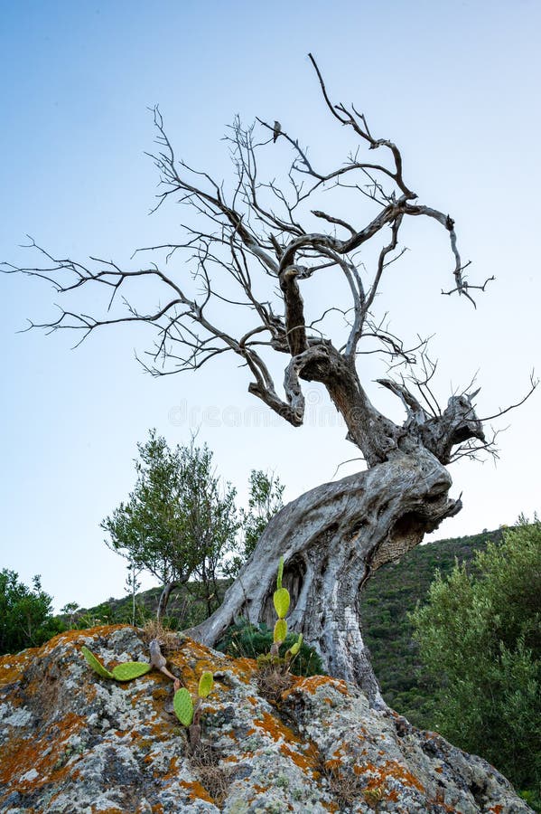 Tree Looks Like a Dancing Monster Stock Image - Image of shape, farm ...