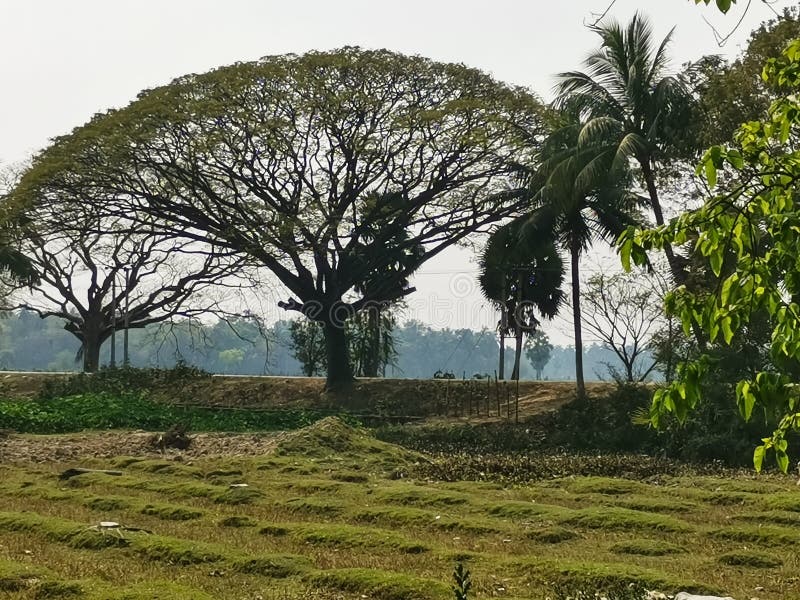 This Tree Looks Like Nature& X27;s Umbrella. Stock Image - Image of ...