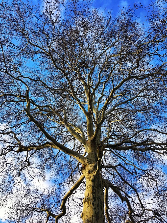Tree losing its leaves stock image. Image of losing, orange - 62110365