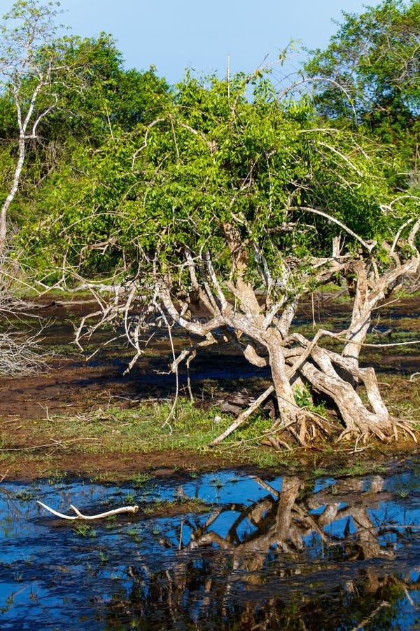 A Tree with a Lot of Branches is in a Field with Water Stock Photo ...