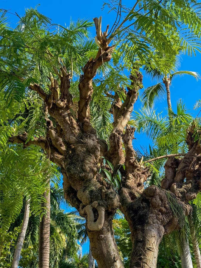 Tree with a Lot of Branches and Leaves is in the Foreground Stock Image ...