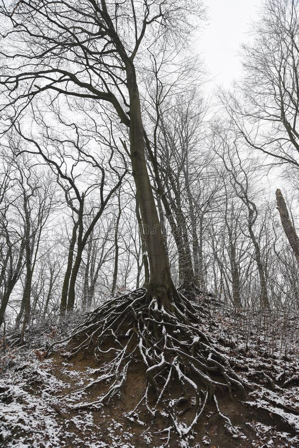A Tree with a Lot of Visible Roots on the Slope Stock Photo - Image of ...