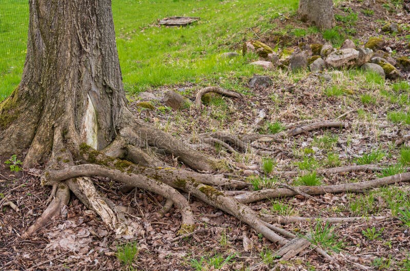 A Tree with Lots of Roots in the Spring Stock Image - Image of lots ...