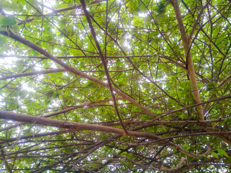 A Tree with Lots of Twigs and Green Leaves, Naturally Stock Image ...