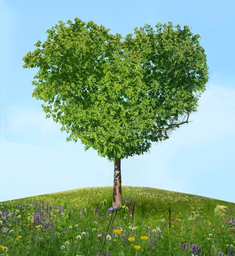 Tree of love stock image. Image of landscape, nature - 37616637
