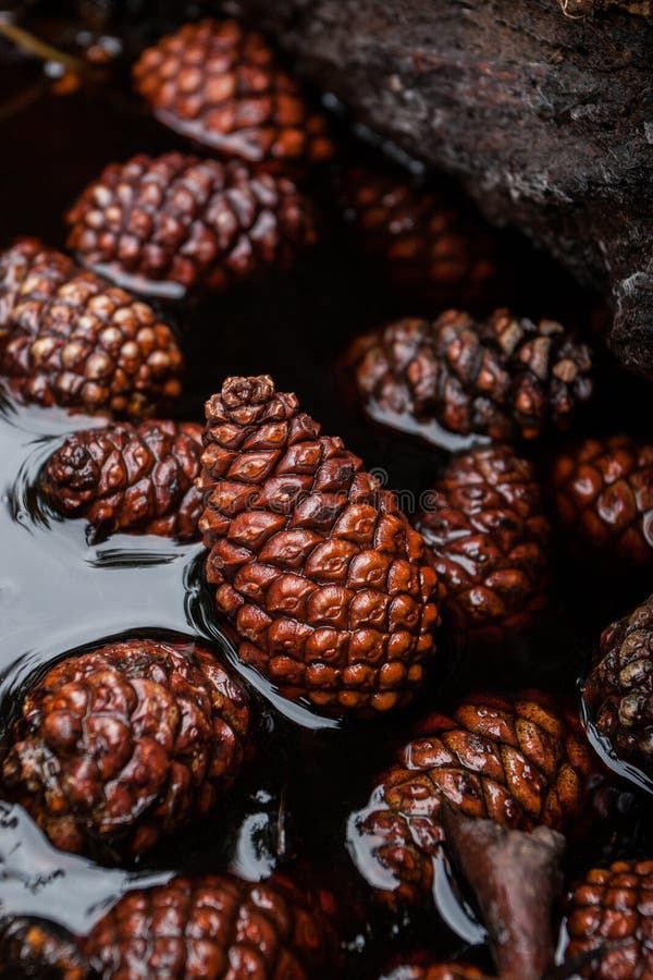 Tree Love 5 stock photo. Image of cones, floating, woodland - 77614178