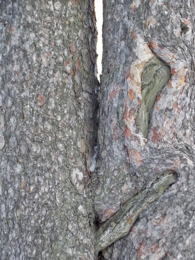 Trunks Merged Stock Photos - Free & Royalty-Free Stock Photos from ...