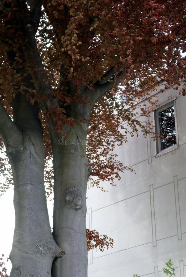 599 Trees Hugging Each Other Stock Photos - Free & Royalty-Free Stock ...