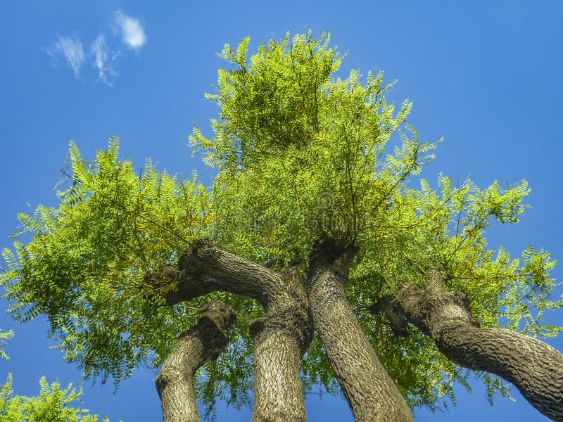 Tree Low Angle Shot stock photo. Image of park, leaves - 101058800