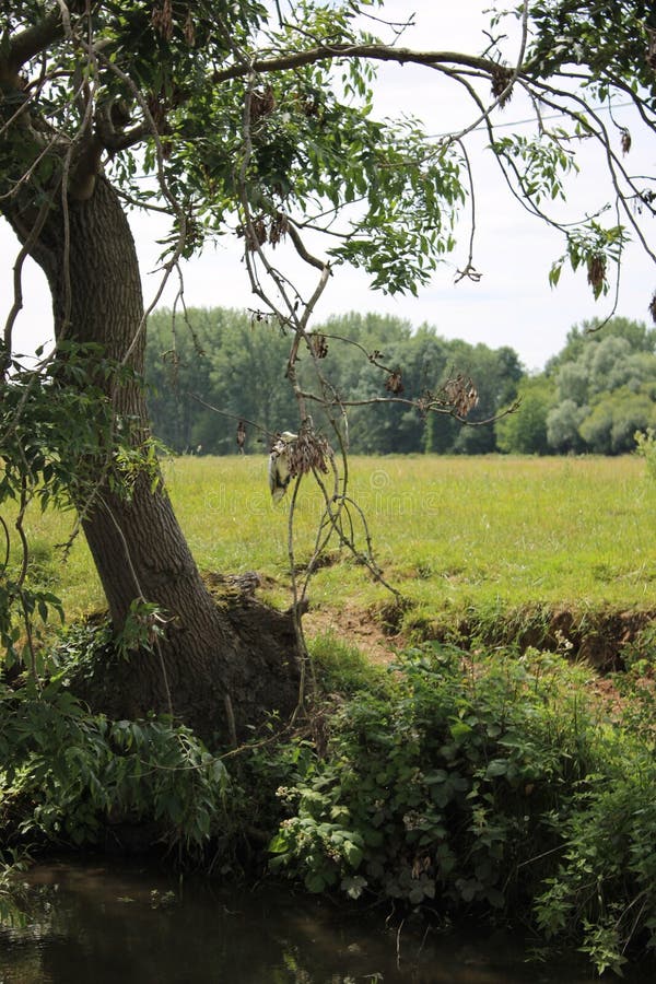 Tree with Low Hanging Branches with Riverbank Stock Photo - Image of ...