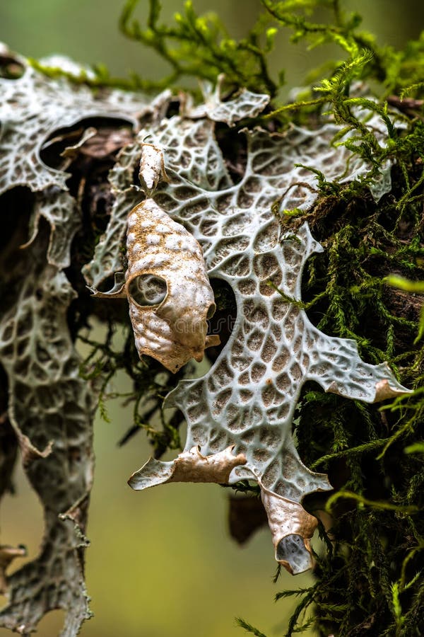 Tree Lungwort, Lobaria Pulmonaria Isolated on White Background Stock ...