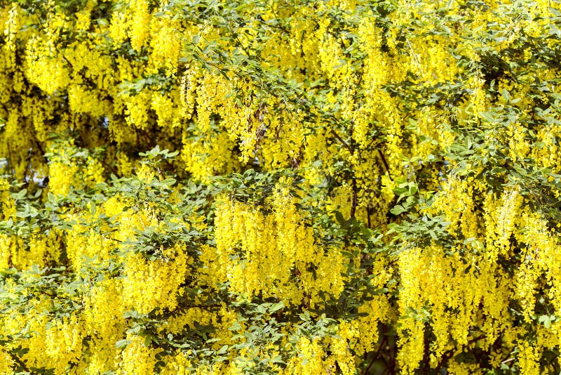 A Tree with a Lush Blossoming Yellow Acacia Stock Photo - Image of ...