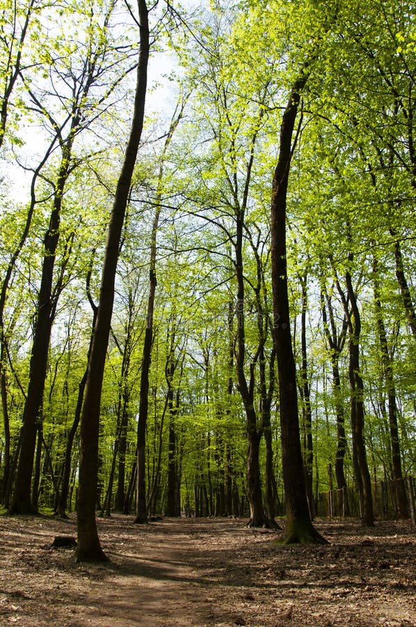 Tree in Lush Forest. Nature Landscape. Landscape with Forest in Spring ...