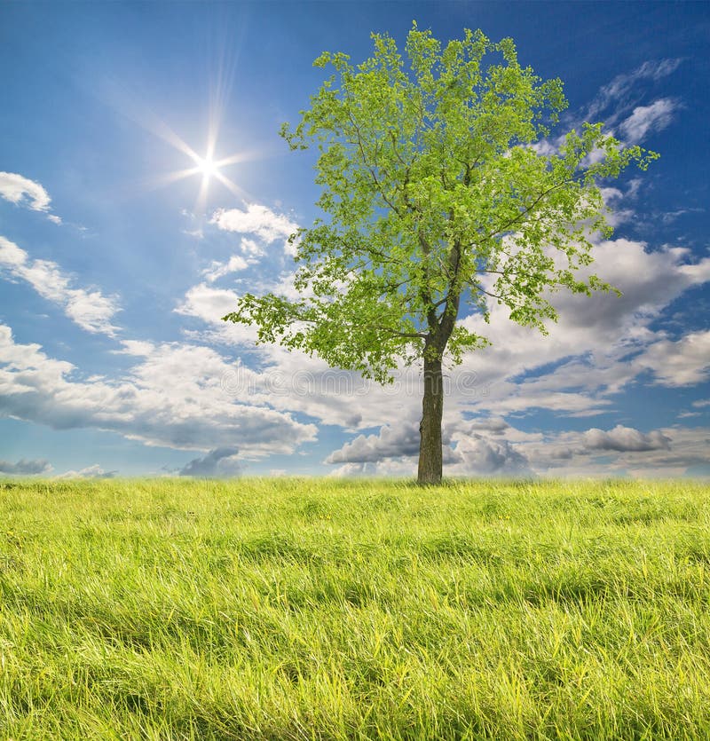 Old Bright Green Maple Tree on White Stock Photo - Image of maple ...