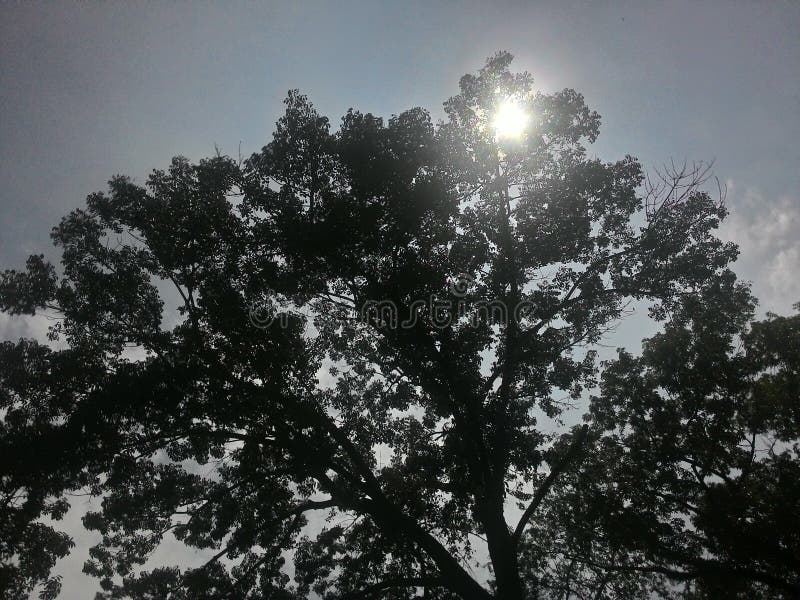 The Tree is Lush and Soothing Stock Photo - Image of taking, forest ...