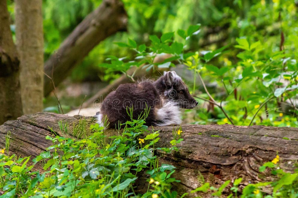 On a Tree in a Lush, Wooded Environment Stock Photo - Image of forest ...
