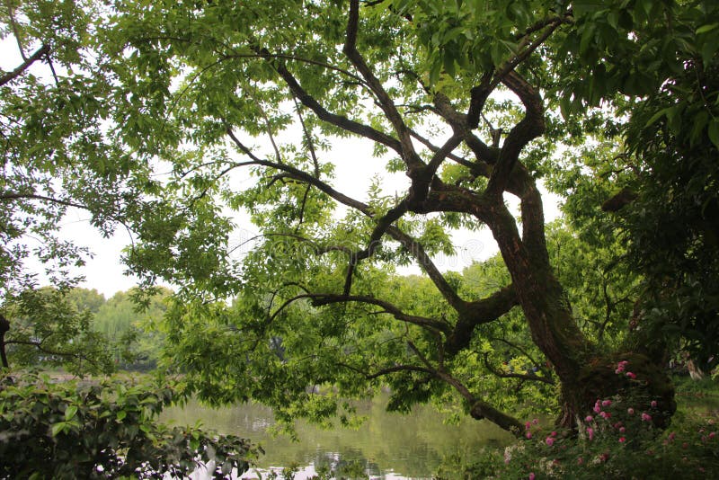 Tree stock photo. Image of lake, luxuriant, zone, tree - 150387284