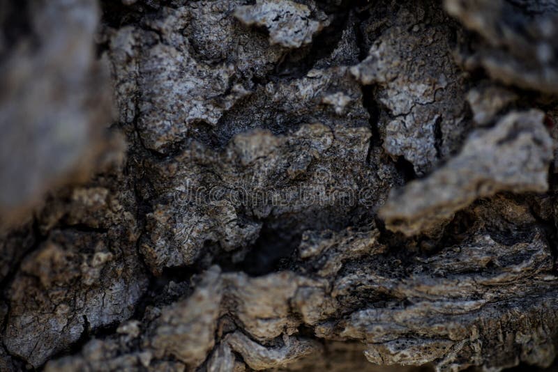 Tree Macro Background Wallpaper High Quality Prints Stock Image - Image ...