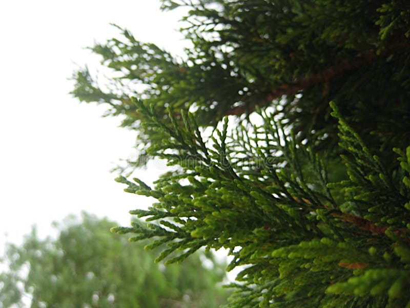 The tree macro. Greece stock photo. Image of forests - 83064694