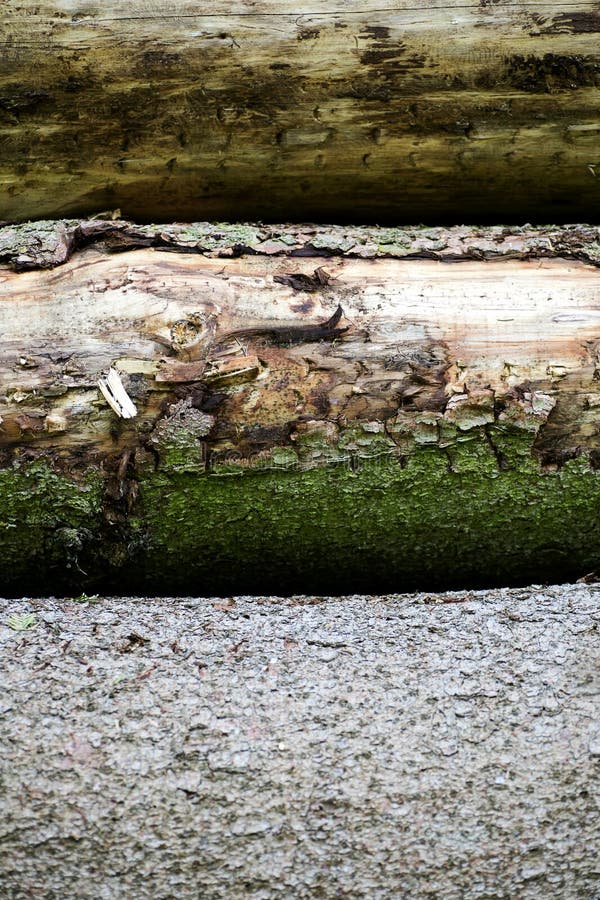 Tree Macro Surface Abstract Background Best Quality Stock Image - Image ...