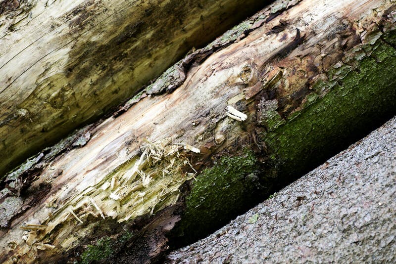 Tree Macro Surface Abstract Background Best Quality Stock Image - Image ...