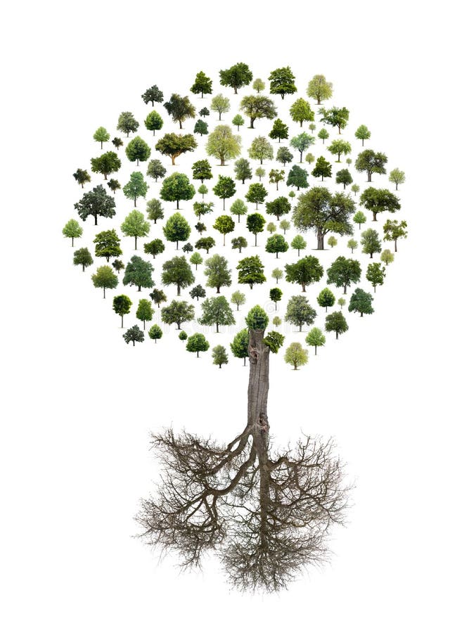 Isolated trees stock photo. Image of branches, isolated - 29085176