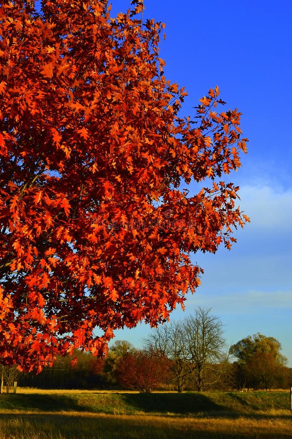 Tree in Maeadow at Sunny Day in November Stock Photo - Image of detail ...