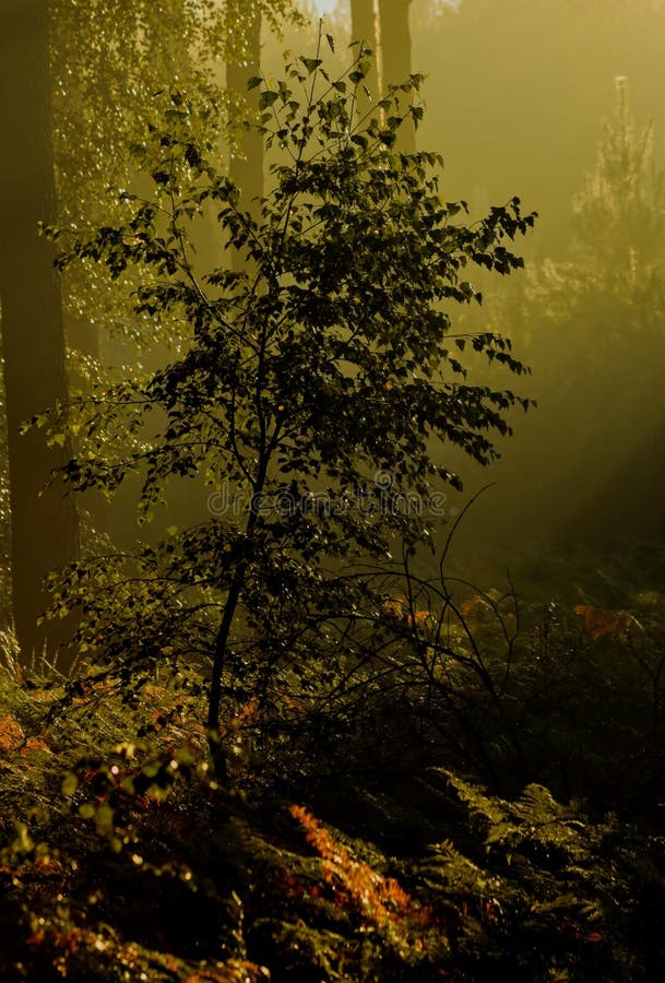 A Tree in the Magical Morning Light. Stock Photo - Image of tree ...