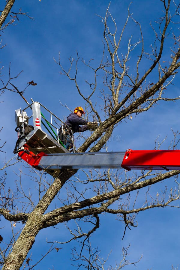 Tree work editorial stock photo. Image of danger, cherry - 35575123