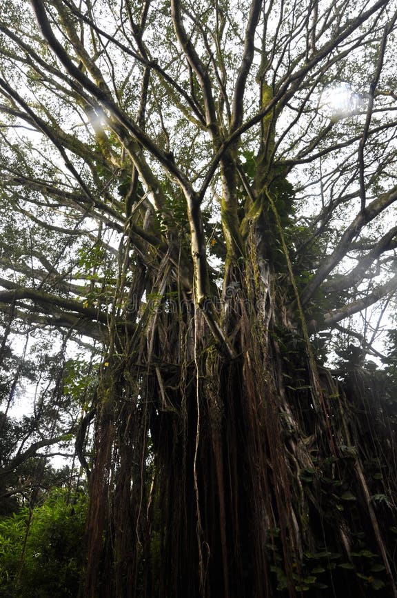 Tree stock photo. Image of multiple, hawaii, forest, roots - 42551056