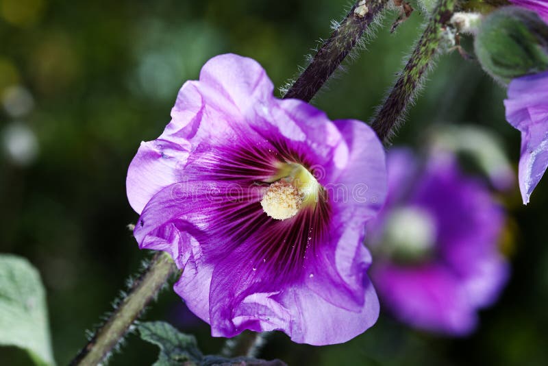 Tree Mallow Macro stock image. Image of space, spring - 29802225