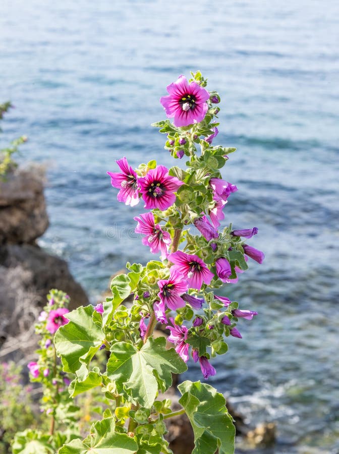 A Tree Mallow, a Beautiful Flowering Plant, but a Weed in Australia ...