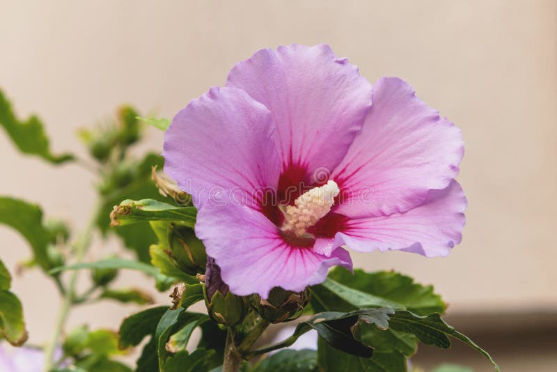 Tree mallow stock photo. Image of bulgaria, tree, nature - 59682882