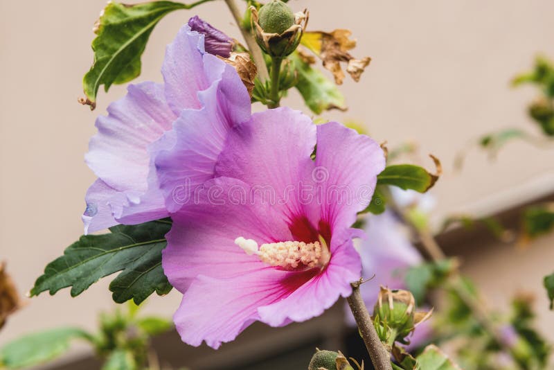 Tree mallow stock image. Image of mallow, green, common - 59682897