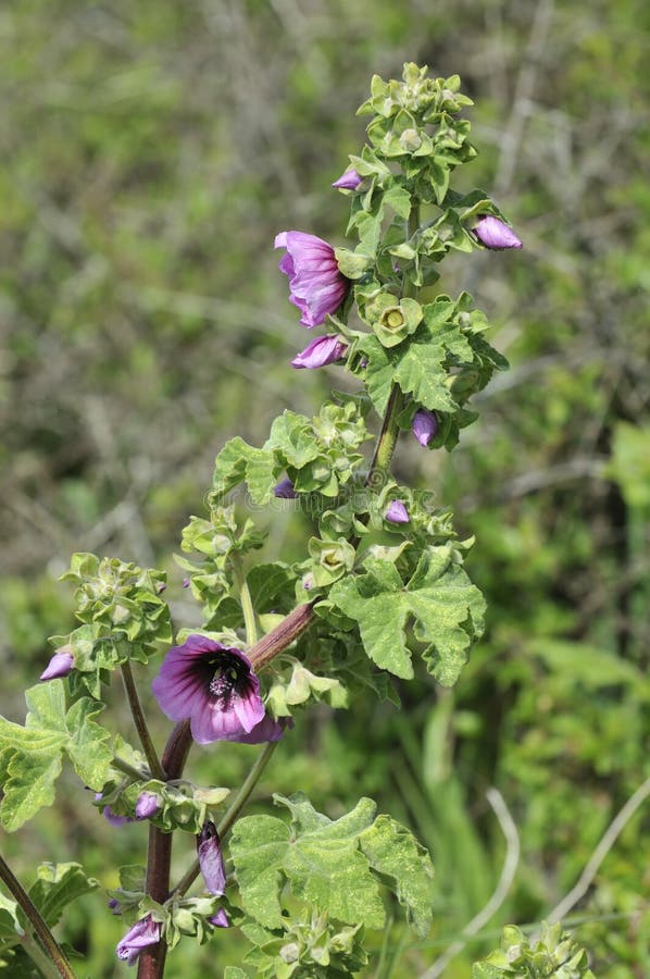Tree Mallow stock image. Image of britain, malvaceae - 188517539