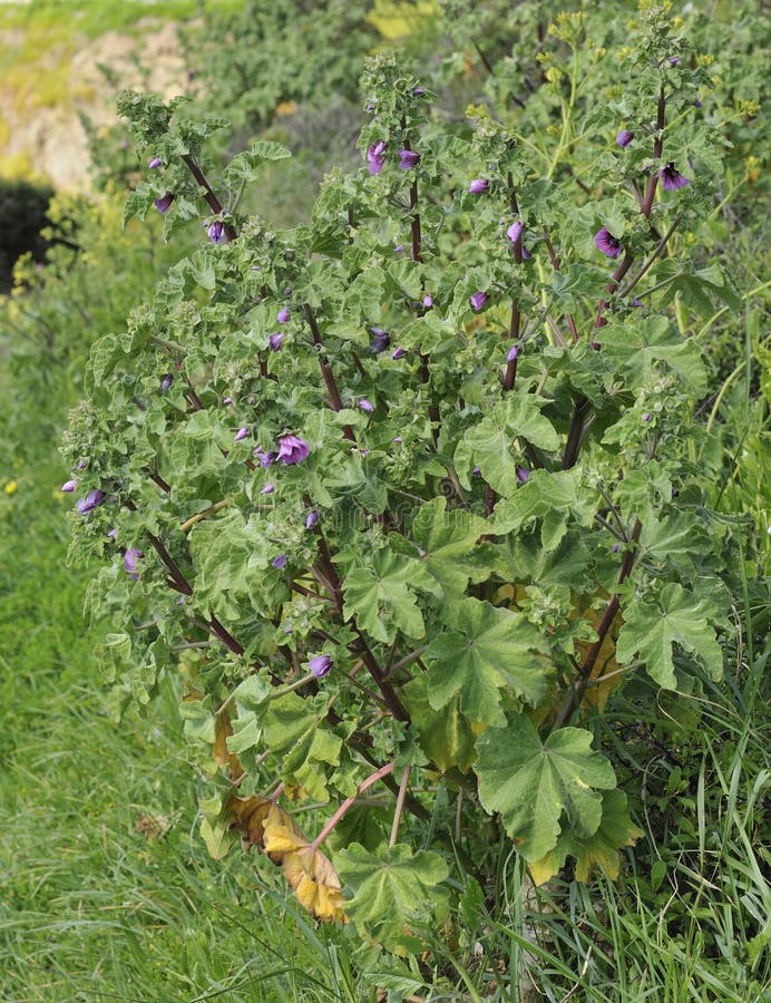 Tree Mallow stock photo. Image of britain, summer, black - 188517524