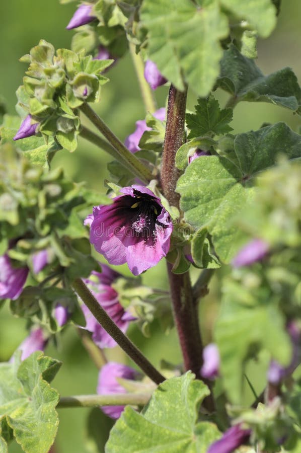 Tree Mallow stock photo. Image of cornish, wildflower - 188517552