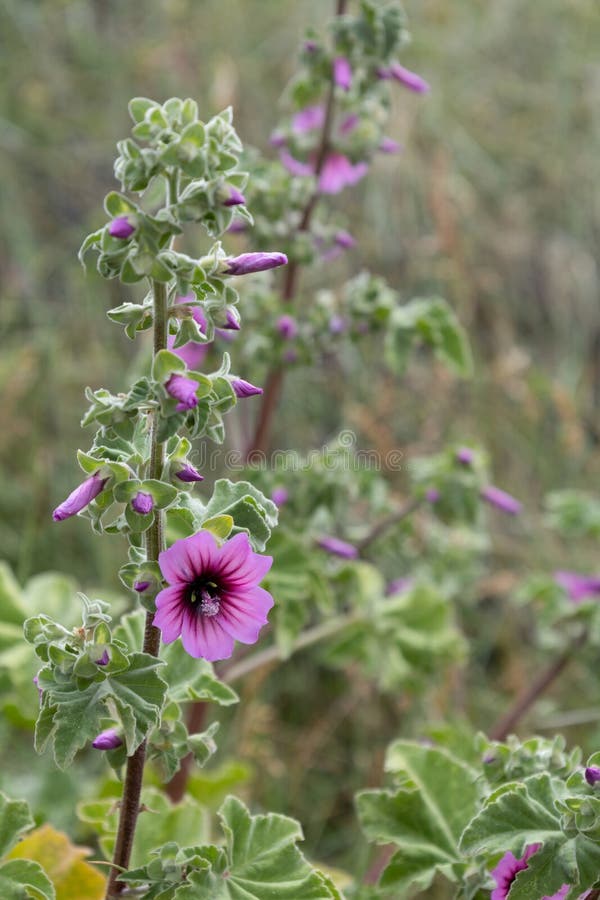 Tree Mallow, Malva Arborea, Flowering in Springtime in Polzeath ...