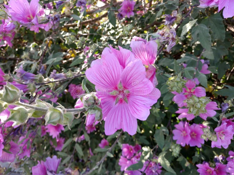 Tree Mallow Malva Arborea In Bloom; Foggy Coastal Landscape In The ...