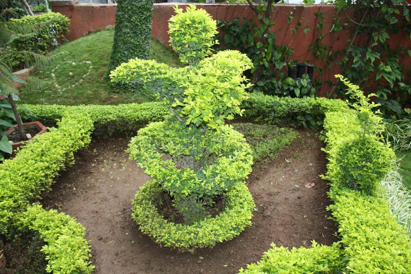 Tree Man stock image. Image of shape, trim, plant, trimming - 6293867