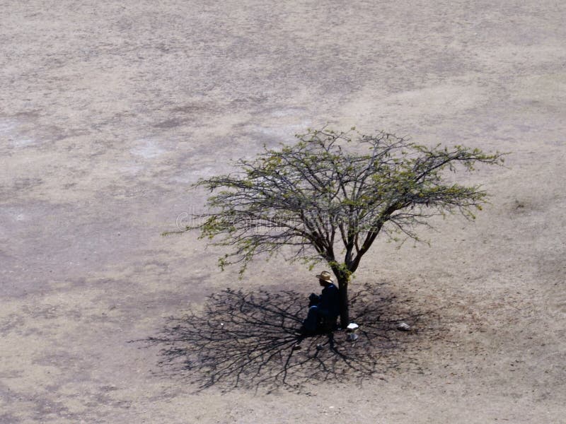 4,200+ Tree plain Free Stock Photos - StockFreeImages