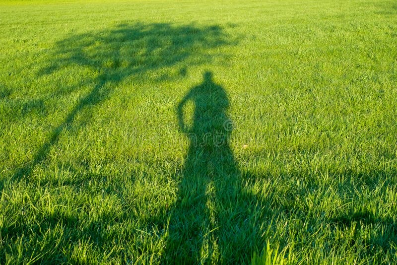 Tree and a Man Standing Shadow on Grass Stock Photo - Image of garden ...
