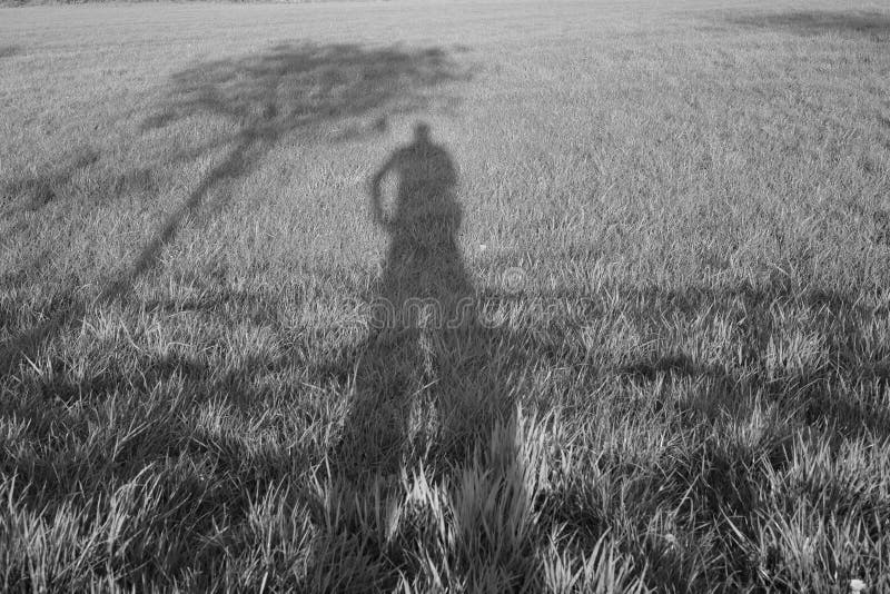 Tree and a Man Standing Shadow on Grass Stock Photo - Image of ...