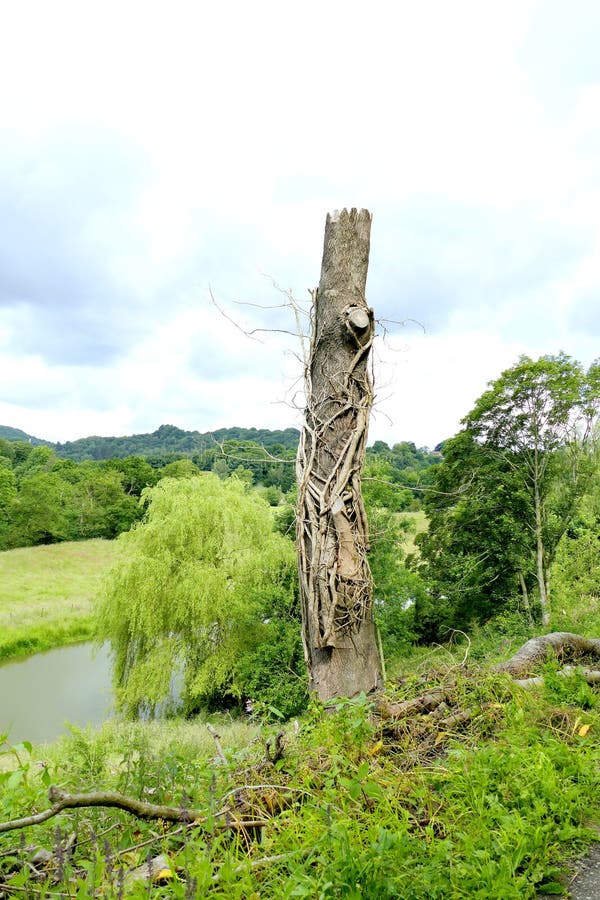 Tree management. stock image. Image of woodland, countryside - 73813879
