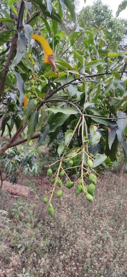 Tree of Mango, Fruit, Farming, Nature Stock Photo - Image of mango ...
