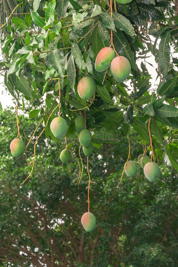 Mango tree branches stock photo. Image of forest, tree - 39050040