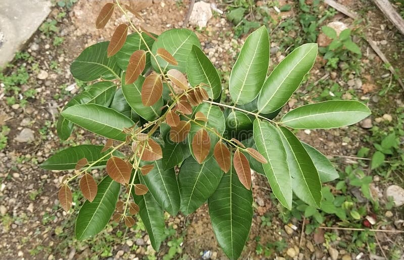 Tree, Mango Tree, Garden, Young Mango Tree Growth Stock Photo - Image ...