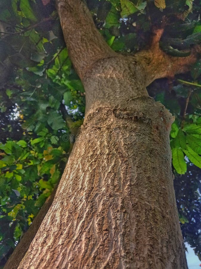 Tree, Mango Tree, Morning, Morning Portrait Stock Photo - Image of ...