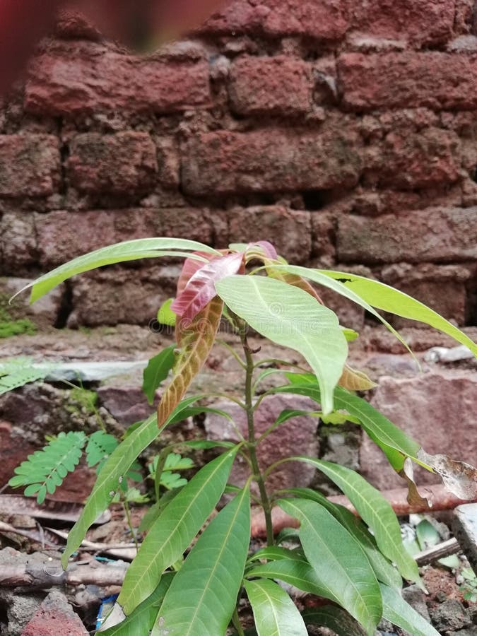 315 Little Mango Tree Stock Photos - Free & Royalty-Free Stock Photos ...