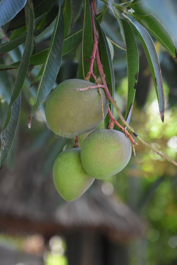 Tree of Mangos on a Fruit Tree Stock Photo - Image of guava, outdoors ...